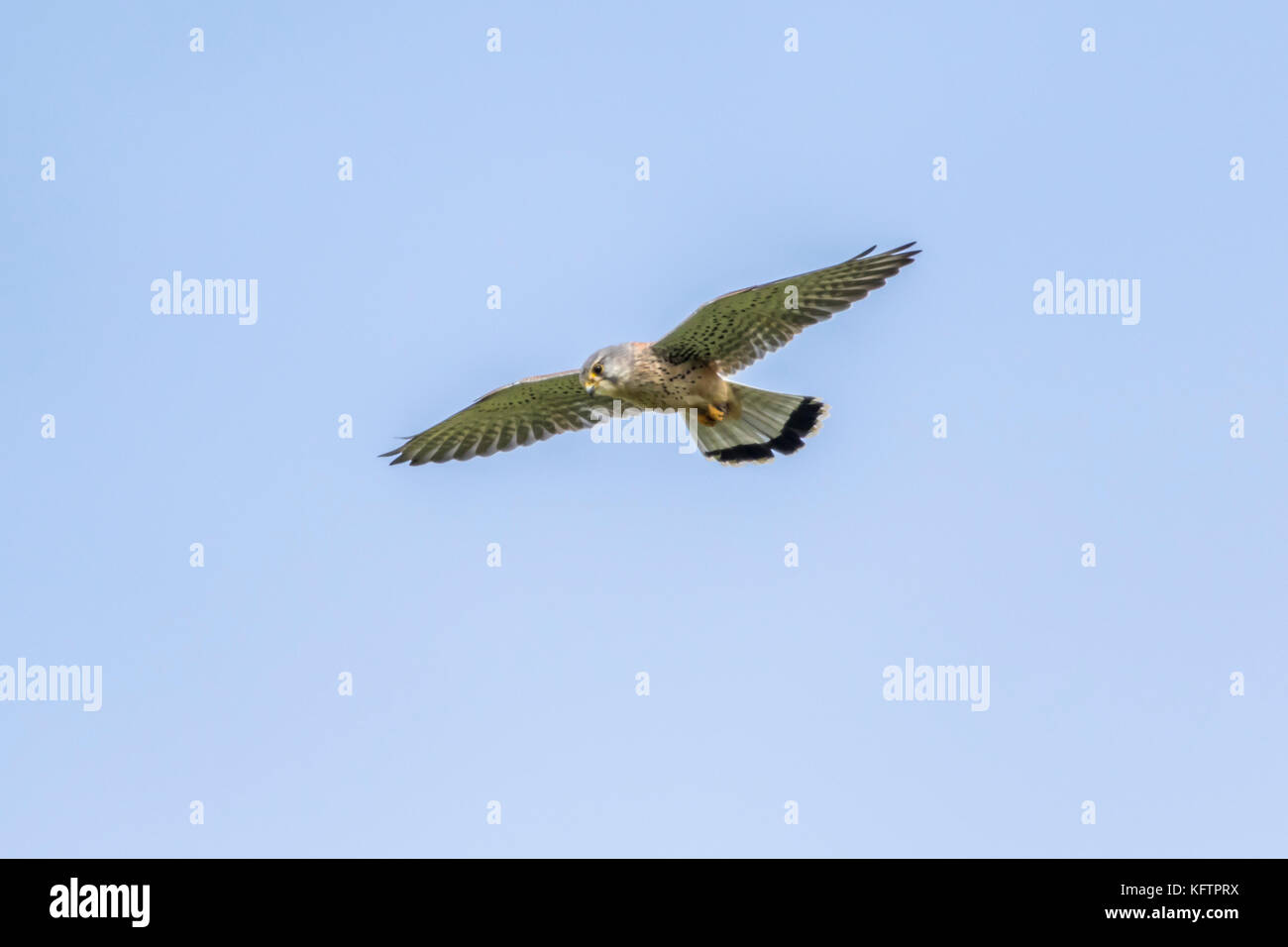 Common krestel raptor hi-res stock photography and images - Alamy