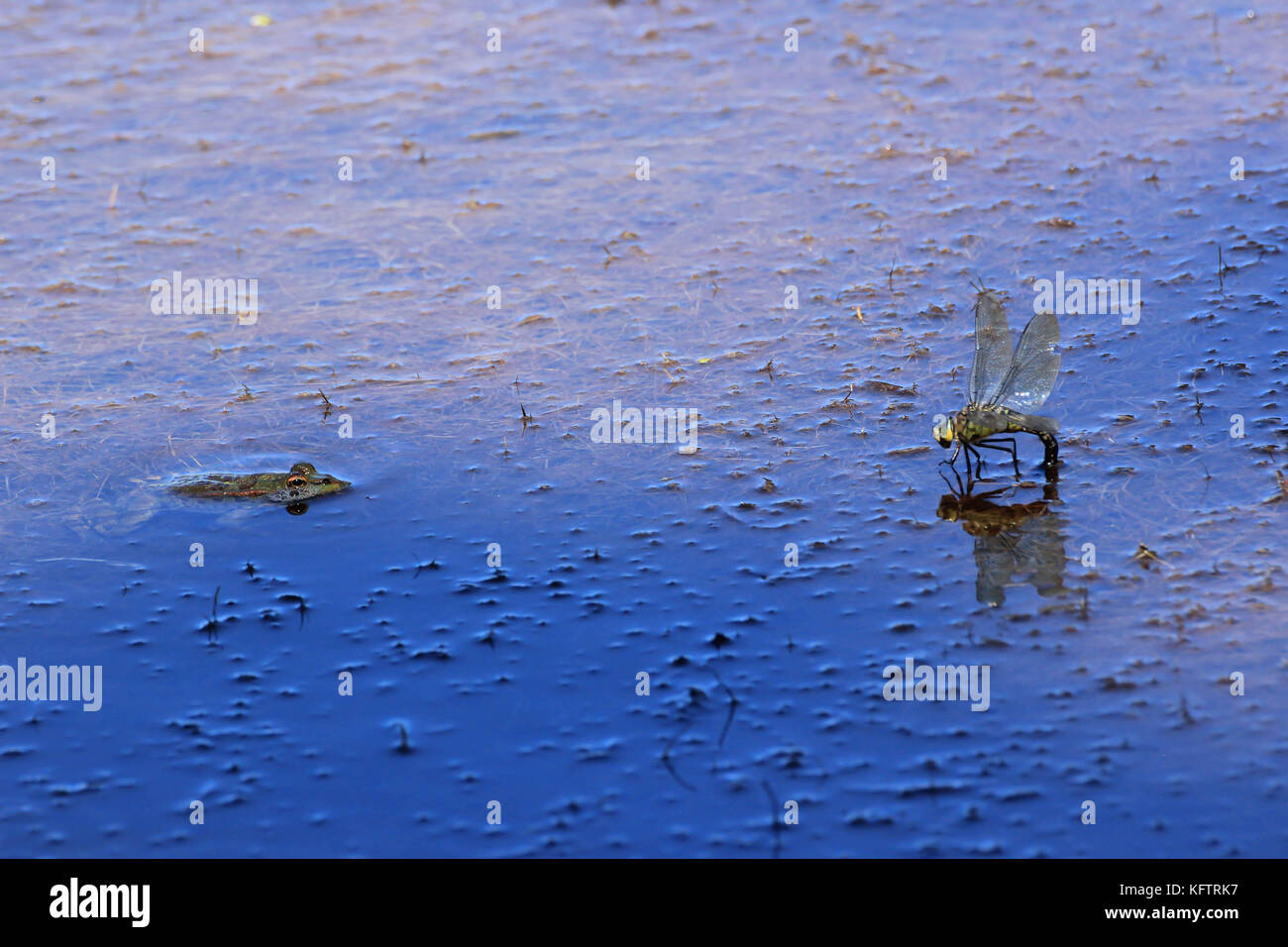frog versus dragonfly Stock Photo - Alamy