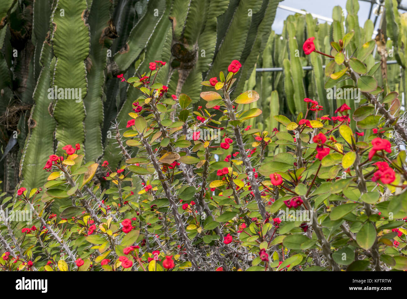 Christ Plant (Euphorbia milii Stock Photo - Alamy