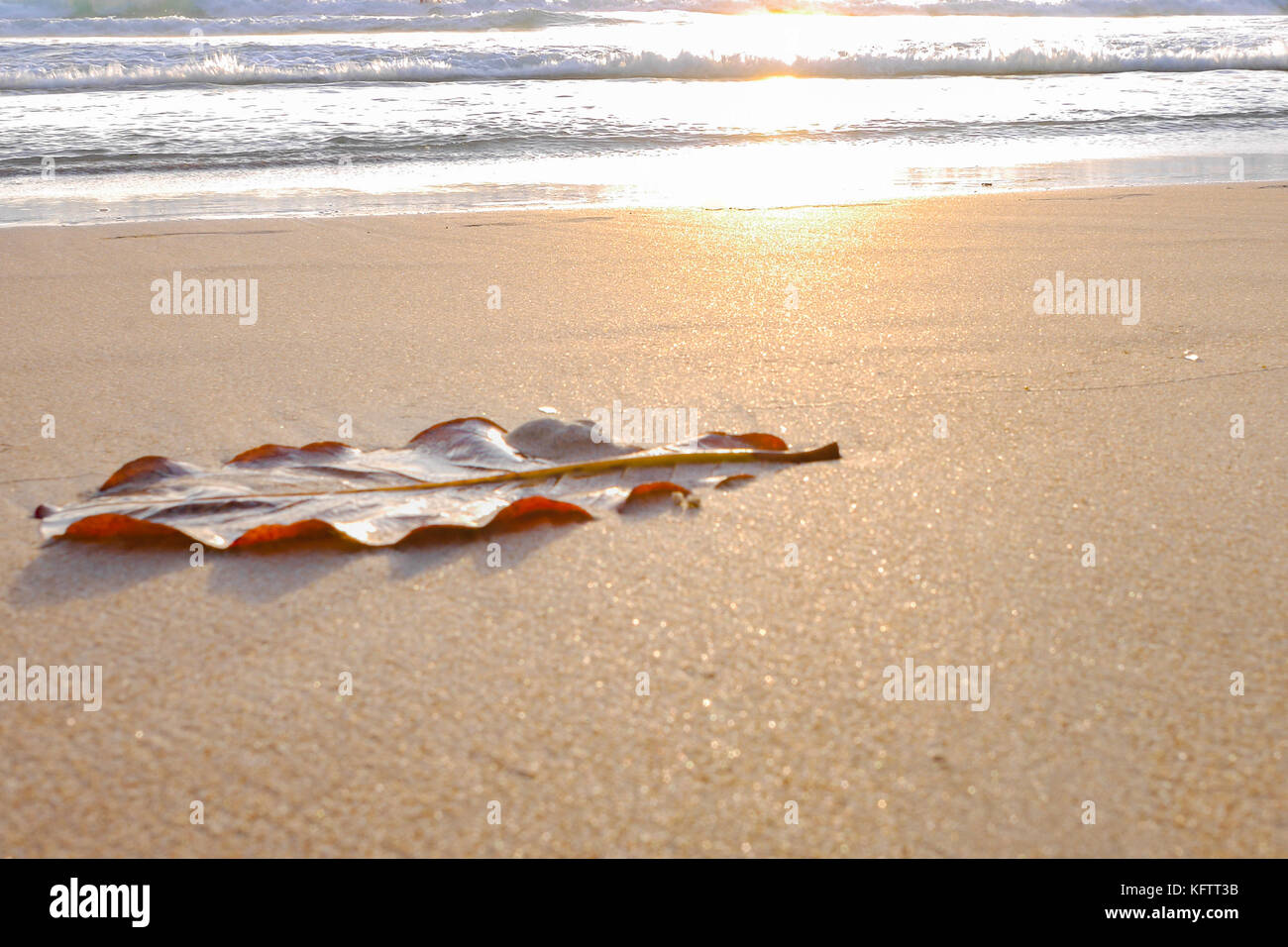 dry leaf on sand beach , sea is bacground with sunlight at Kata beach ...
