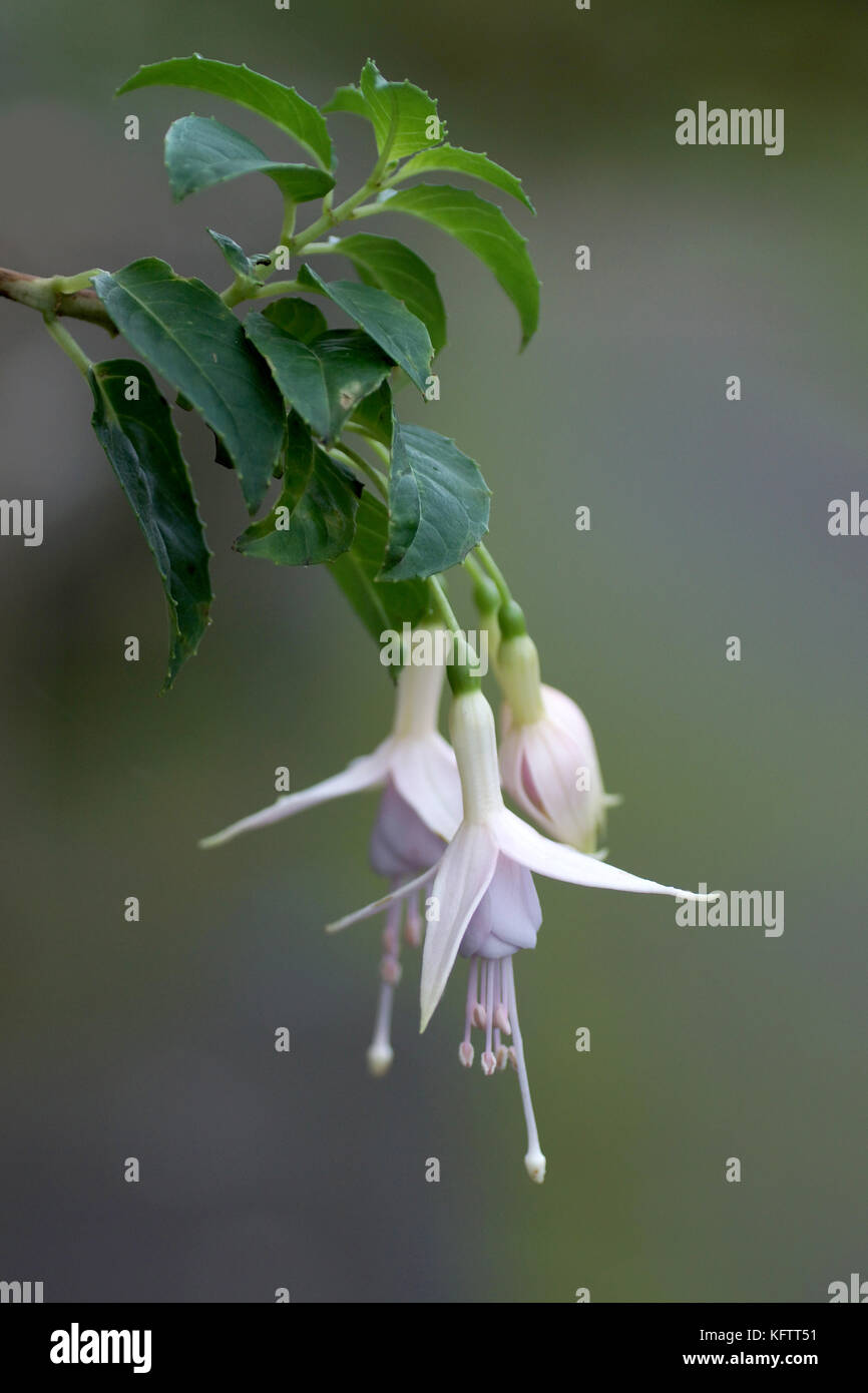 Fuchsia 'Whiteknights Pearl' Stock Photo - Alamy