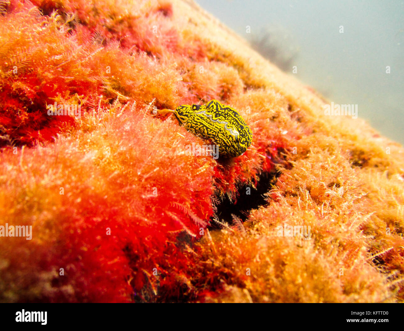 yellow and black sea slug Stock Photo - Alamy