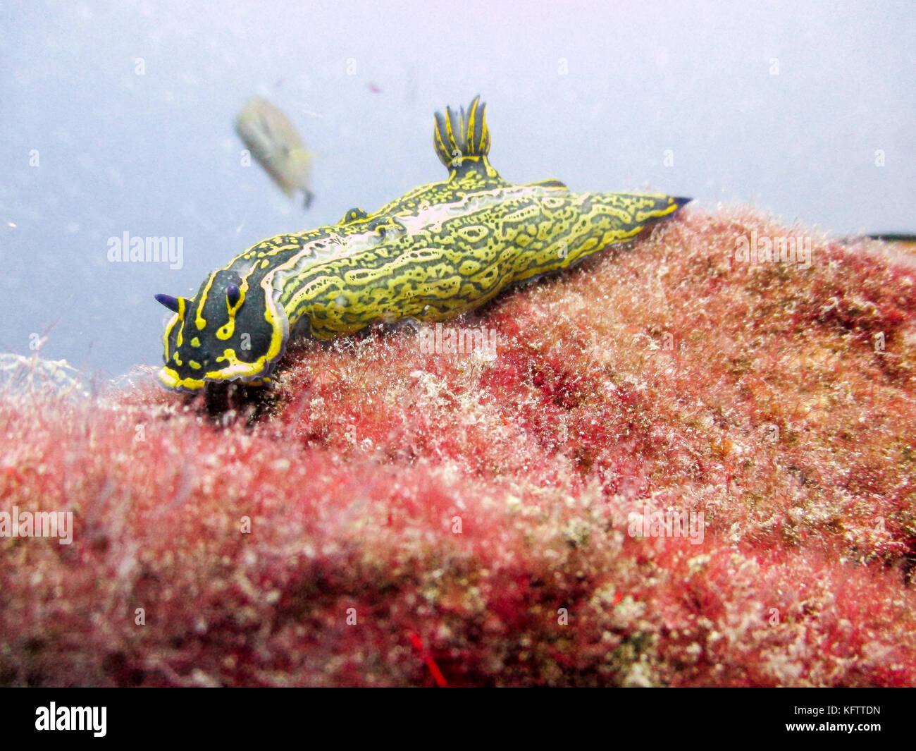 yellow and black sea slug Stock Photo - Alamy
