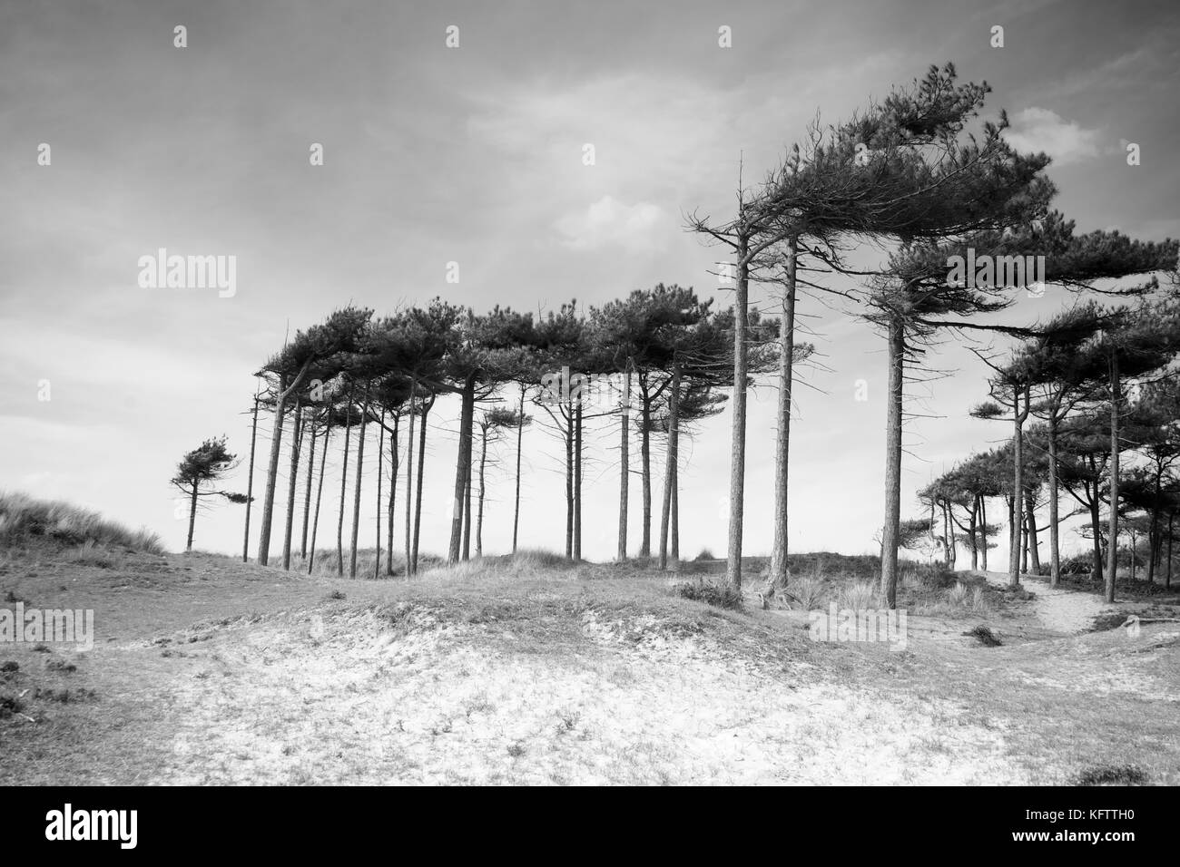 Wind force tree Black and White Stock Photos & Images - Alamy