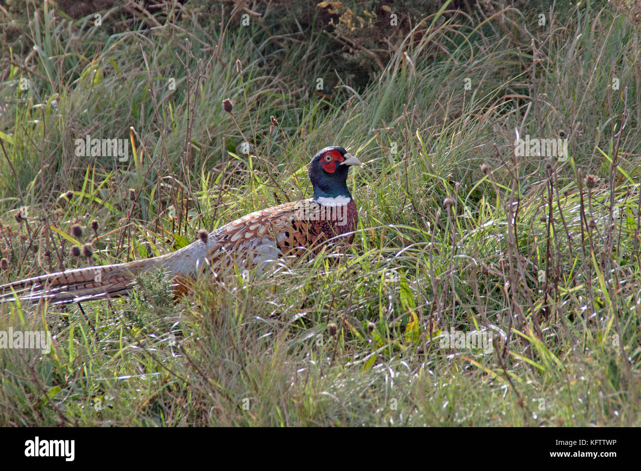 pheasant, Giants Causeway, Bushmills, Co. Antrim, Northern Ireland ...