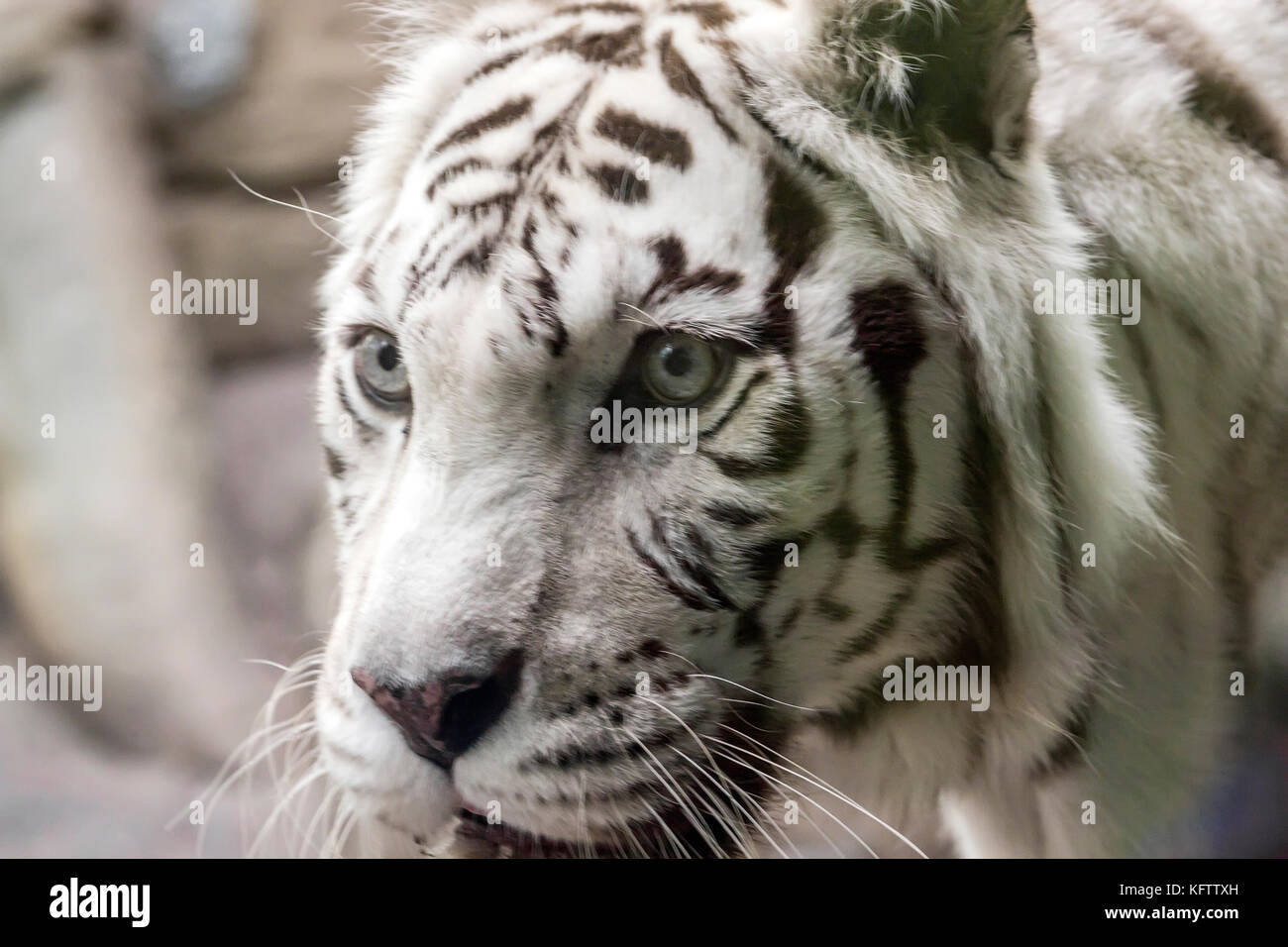 Rare white tiger , shootin from far , summer 2017 Stock Photo - Alamy