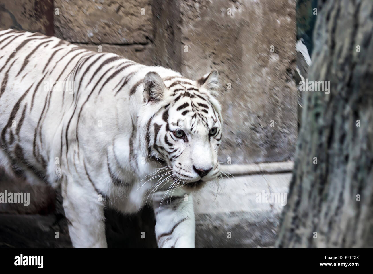 Rare white tiger , shootin from far , summer 2017 Stock Photo - Alamy