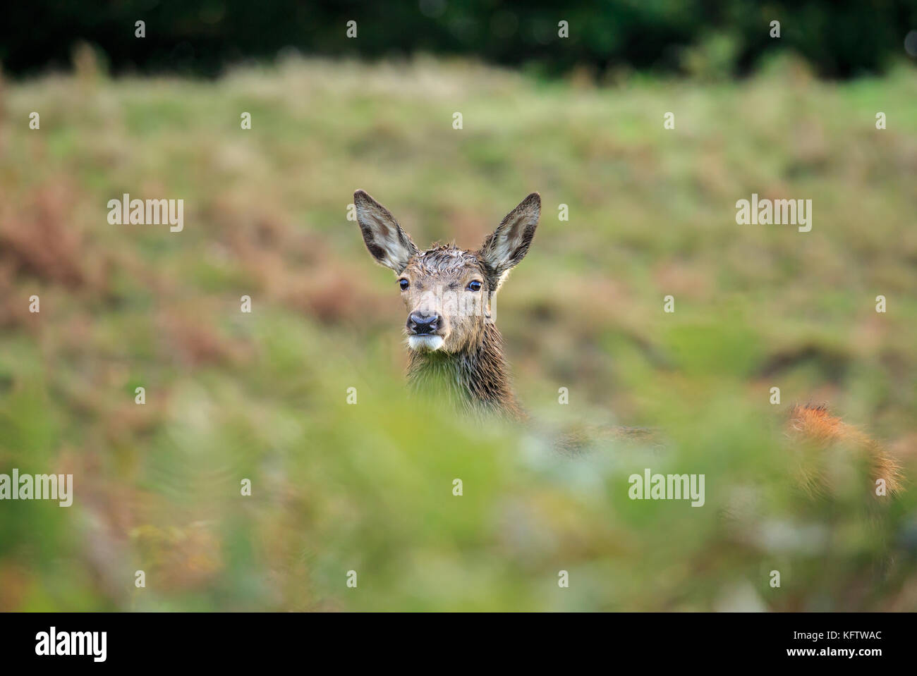 A Red deer doe looking alert Stock Photo - Alamy