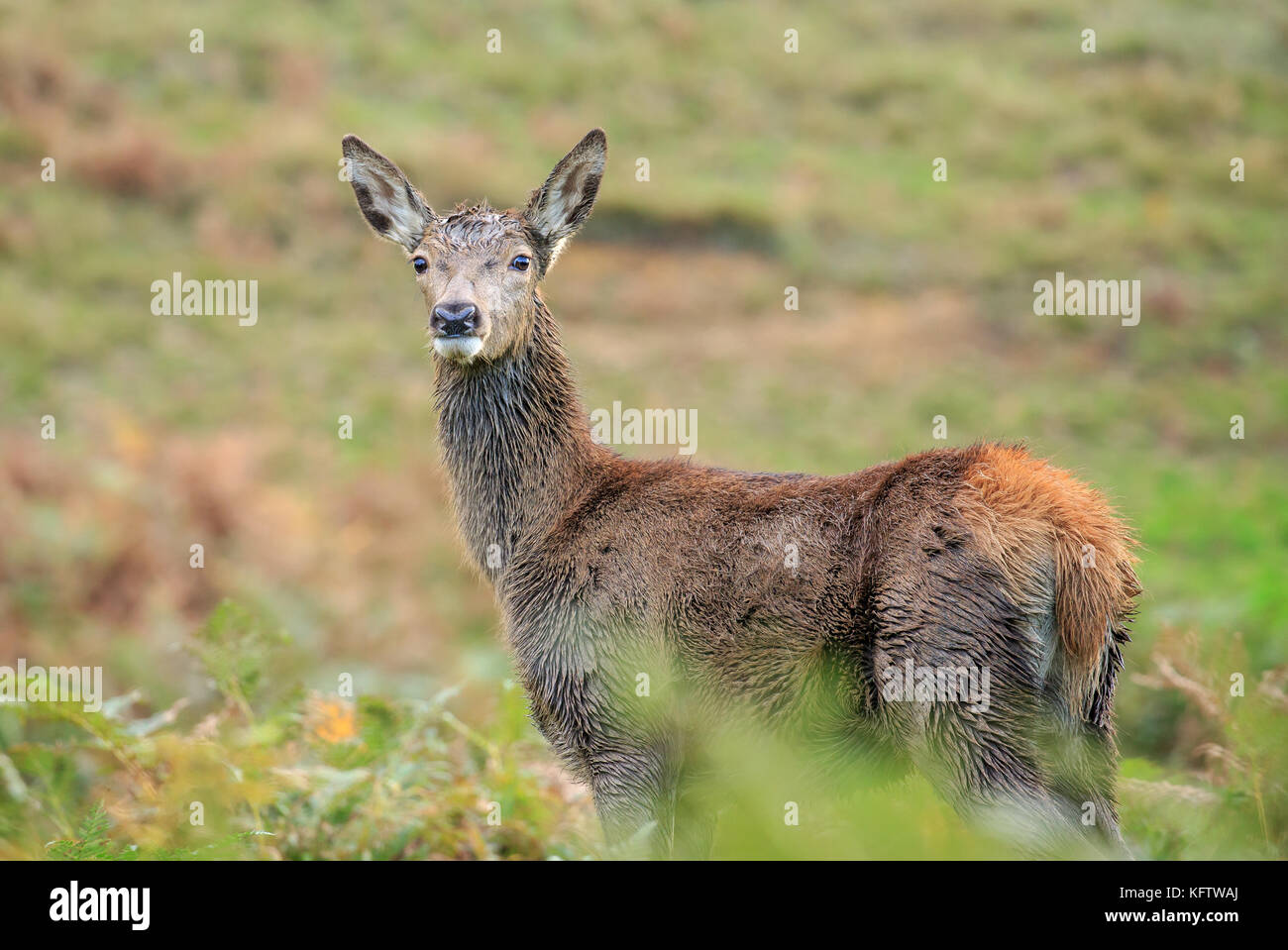 A Red deer doe looking alert Stock Photo - Alamy
