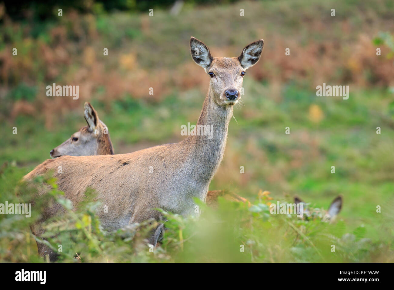 A Red deer doe looking alert Stock Photo - Alamy