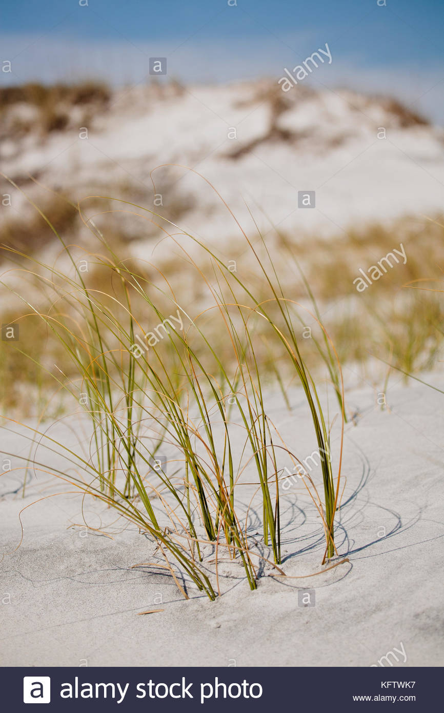 Sand Dune Stabilization Stock Photos & Sand Dune Stabilization Stock ...