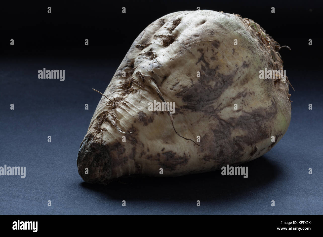 Closeup of white beet on black background Stock Photo - Alamy