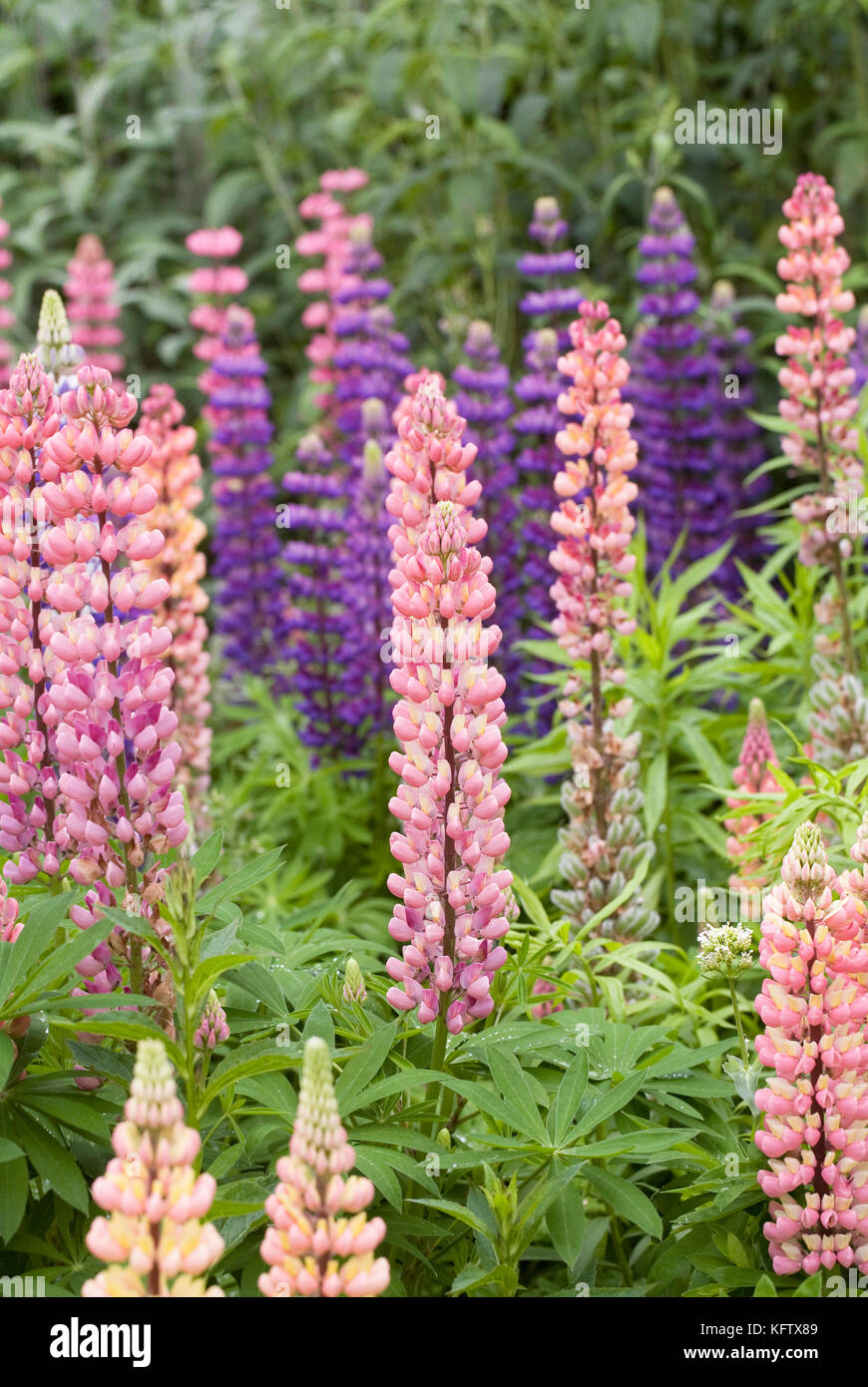 Lupinus. Lupin flowers in Summer Stock Photo - Alamy