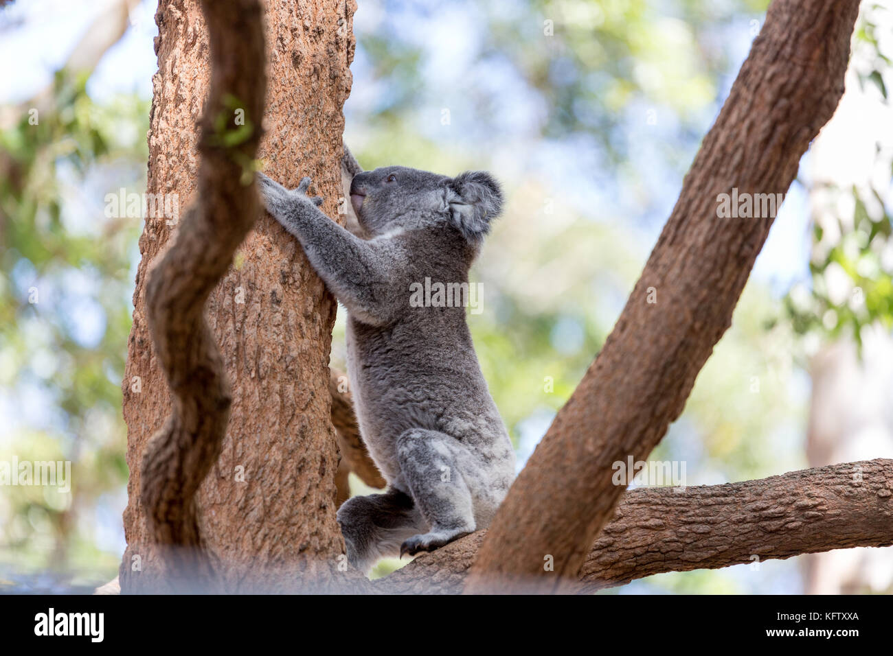 Koala Bear climbing in trees Stock Photo - Alamy