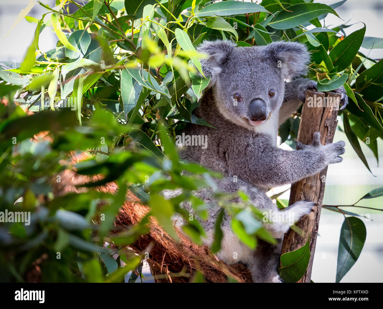 Koala Bear climbing in trees Stock Photo - Alamy