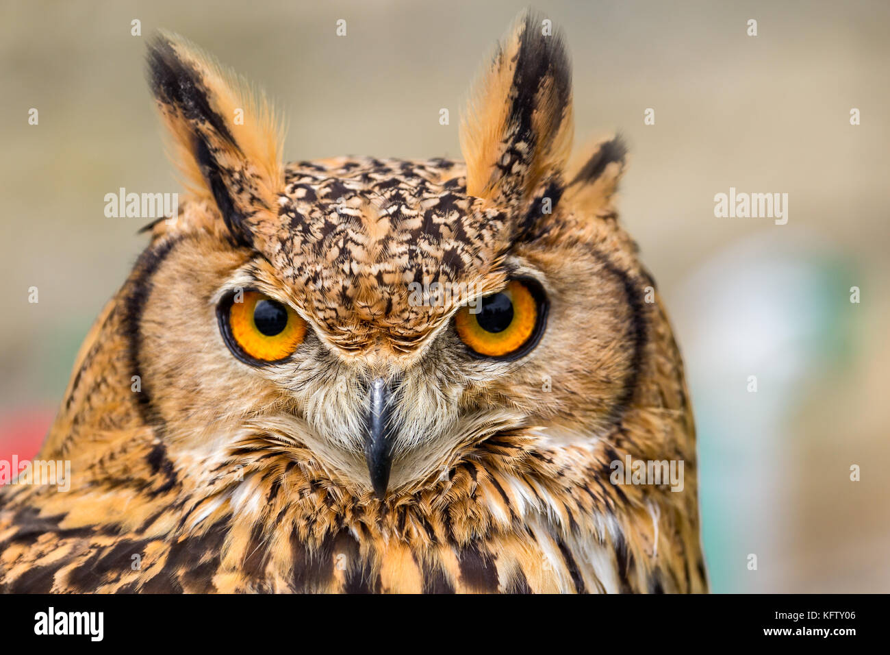 Tufted owl hi-res stock photography and images - Alamy