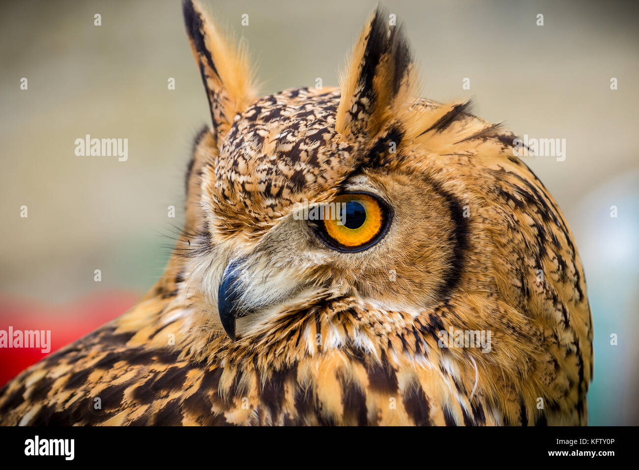 Bird with piercing eyes hi-res stock photography and images - Alamy