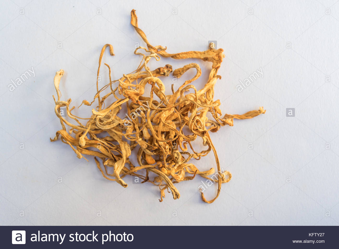 Cordyceps Stock Photos & Cordyceps Stock Images - Alamy