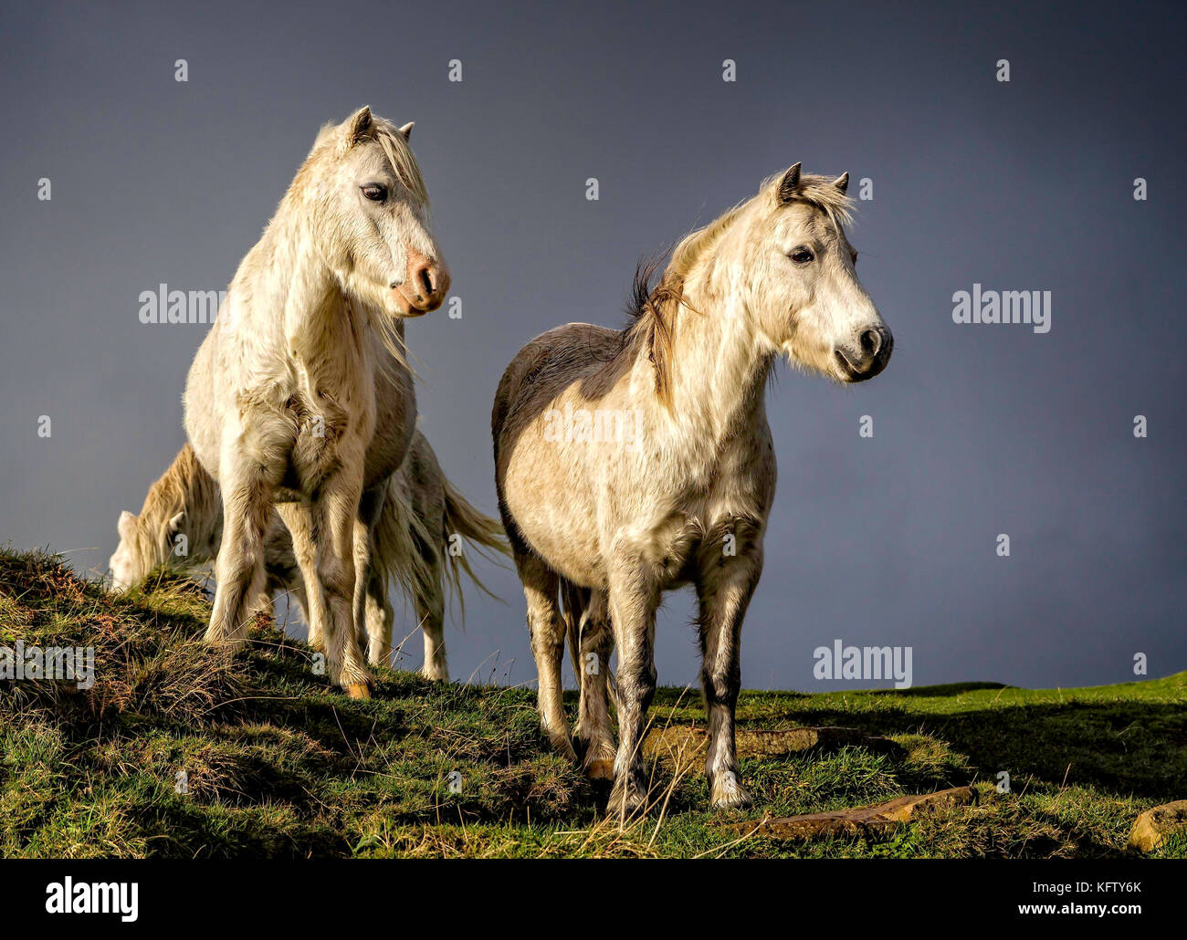 Pair of wild white ponies highlighted against stormy sky Stock Photo ...