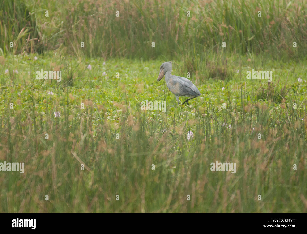Murchison falls national park shoebill hi-res stock photography and ...