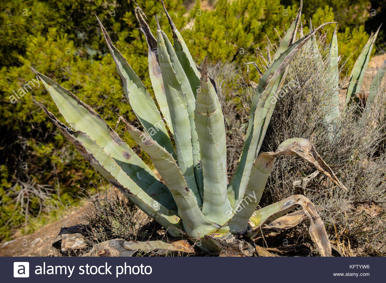 Big Leaves Cactus Stock Photos & Big Leaves Cactus Stock Images - Alamy