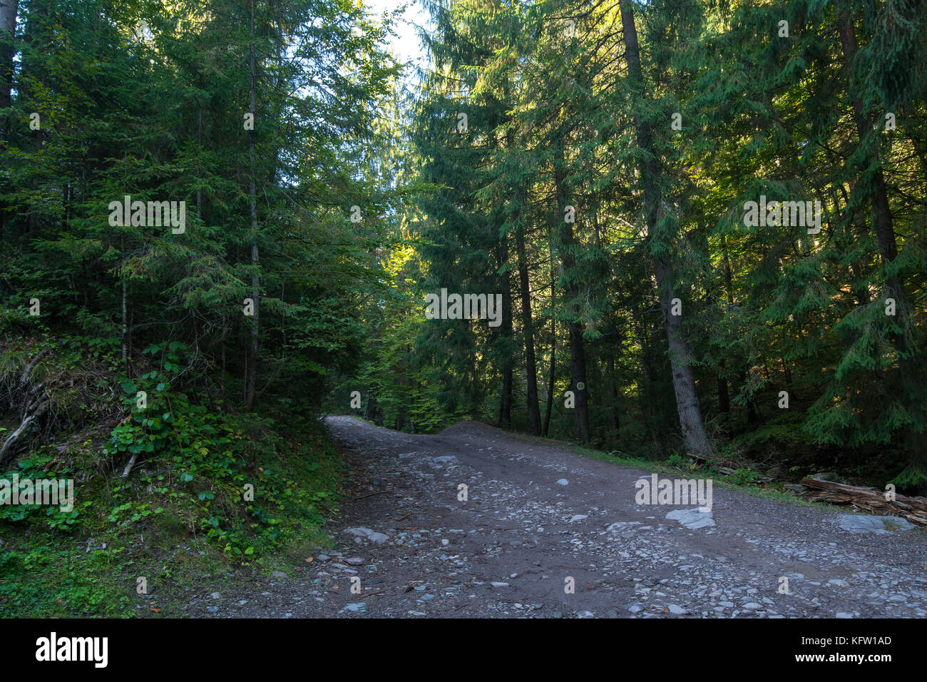 Lumbering road through a pine forest in the mountains Stock Photo - Alamy