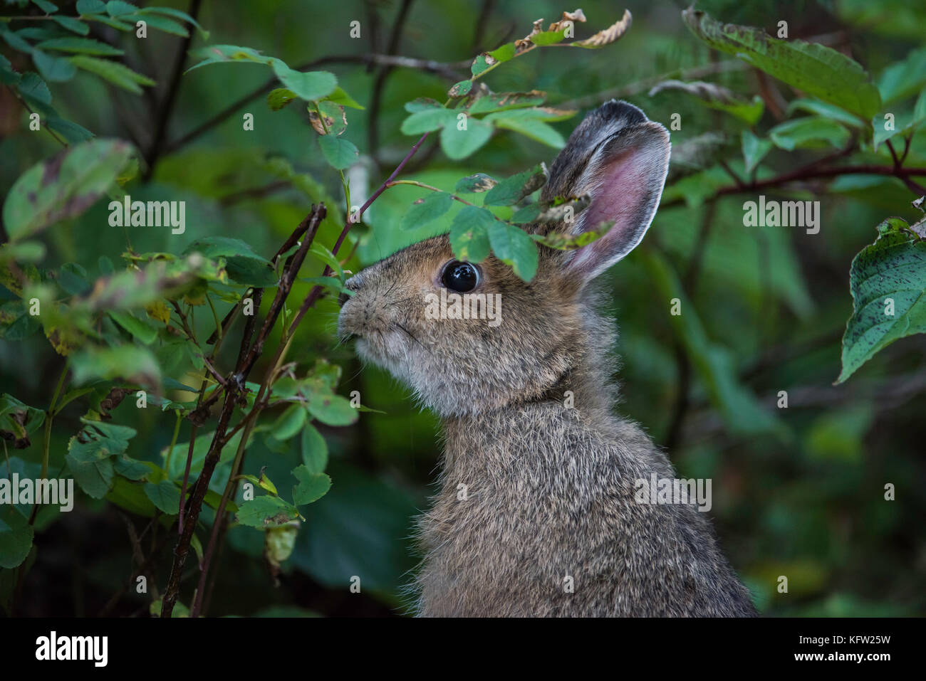 Rabbit ears plant hi-res stock photography and images - Alamy