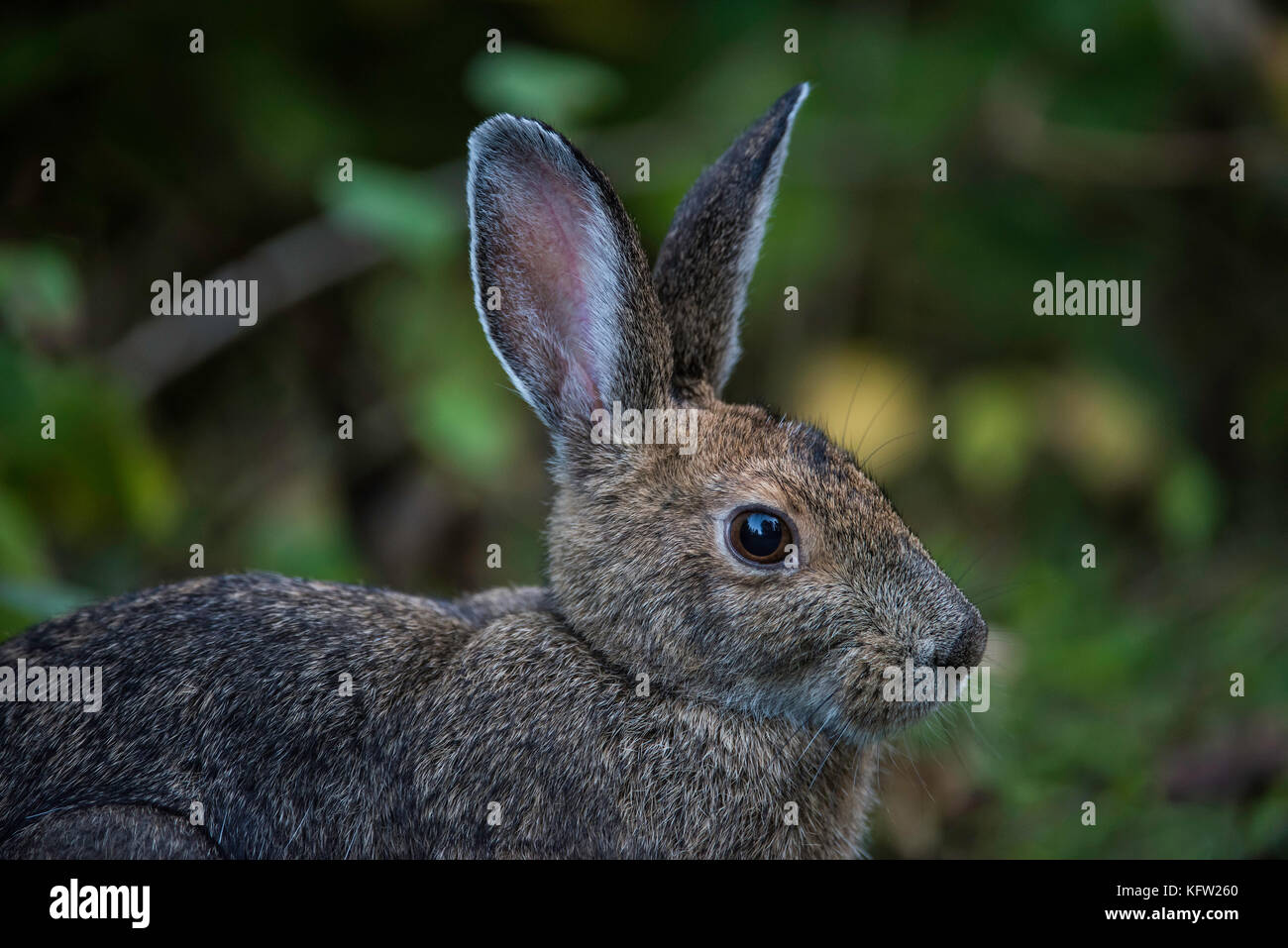 Rabbit ears plant hi-res stock photography and images - Alamy