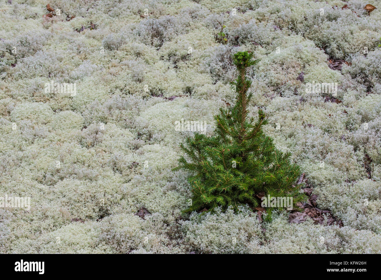 Black Spruce tree growing among Reindeer lichen plants, Lake Superior ...