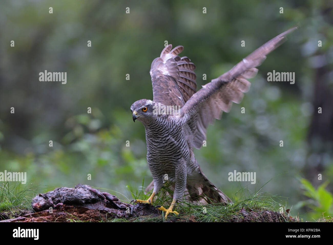 Northern Goshawk on a prey at an open spot in the forrest Stock Photo ...