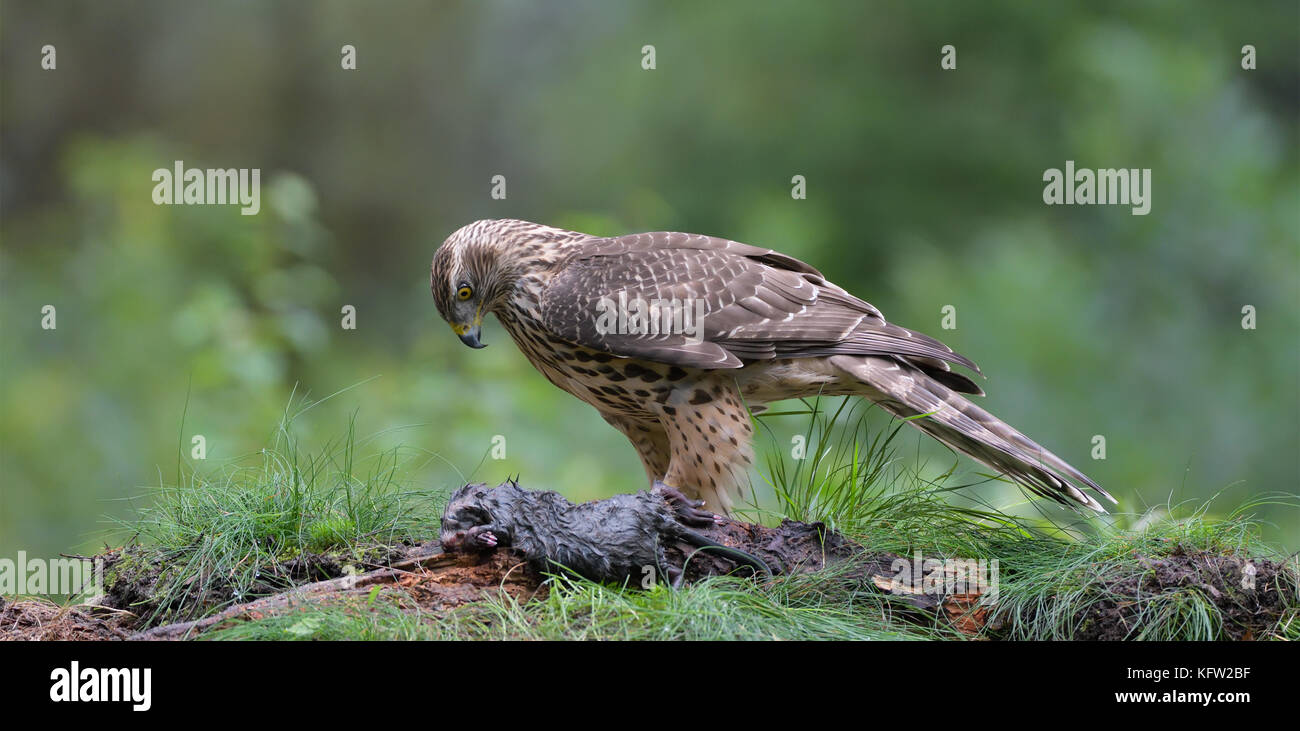 Northern Goshawk on a prey at an open spot in the forrest Stock Photo ...