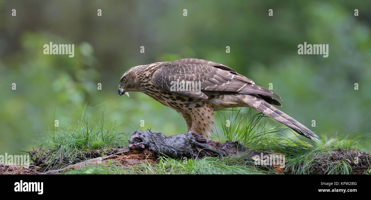 Northern Goshawk on a prey at an open spot in the forrest Stock Photo ...