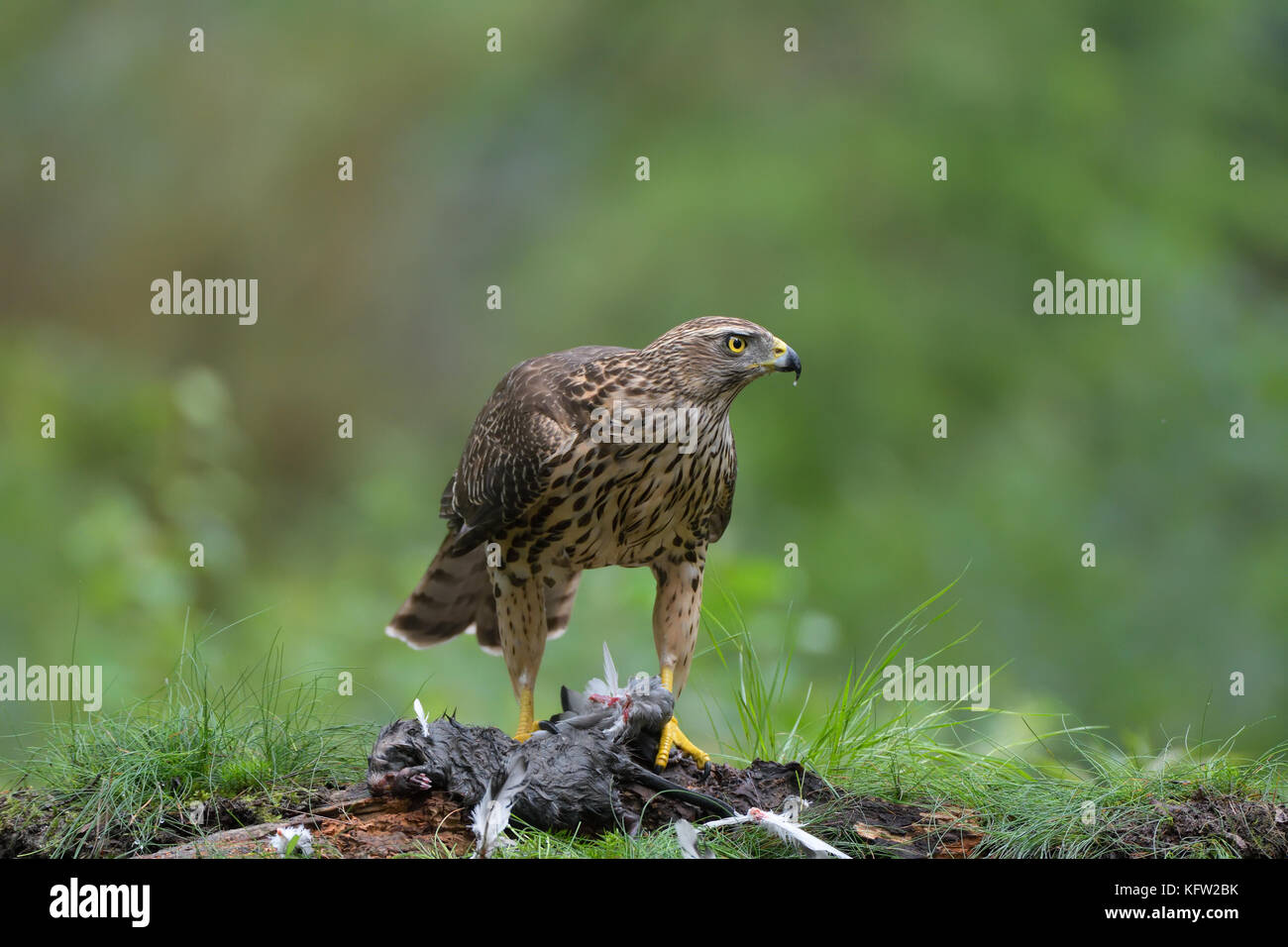 Northern Goshawk on a prey at an open spot in the forrest Stock Photo ...