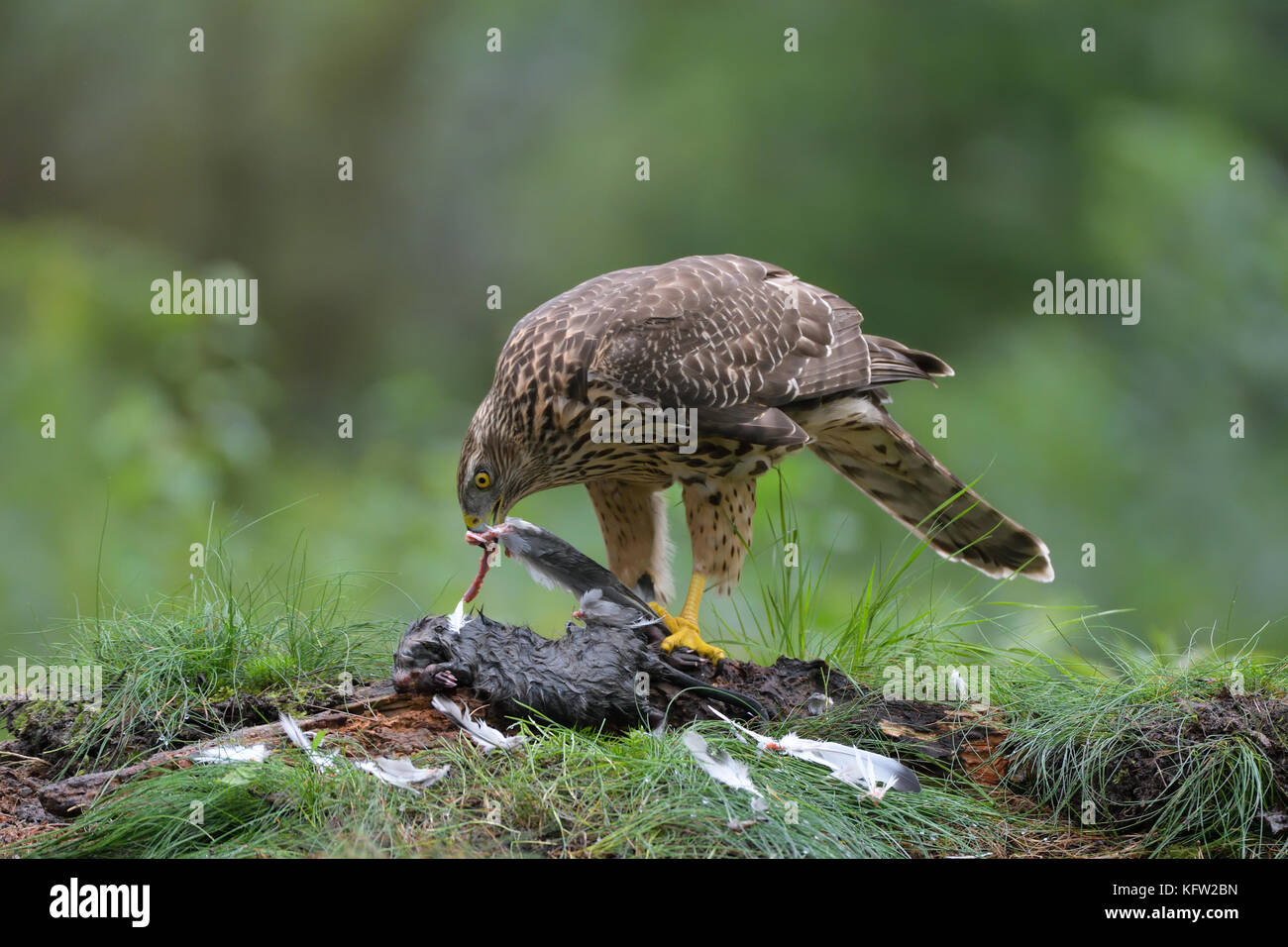 Northern Goshawk on a prey at an open spot in the forrest Stock Photo ...