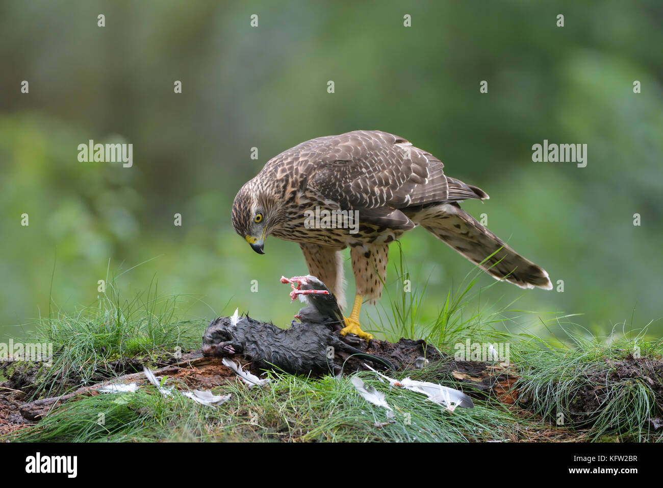 Northern Goshawk on a prey at an open spot in the forrest Stock Photo ...
