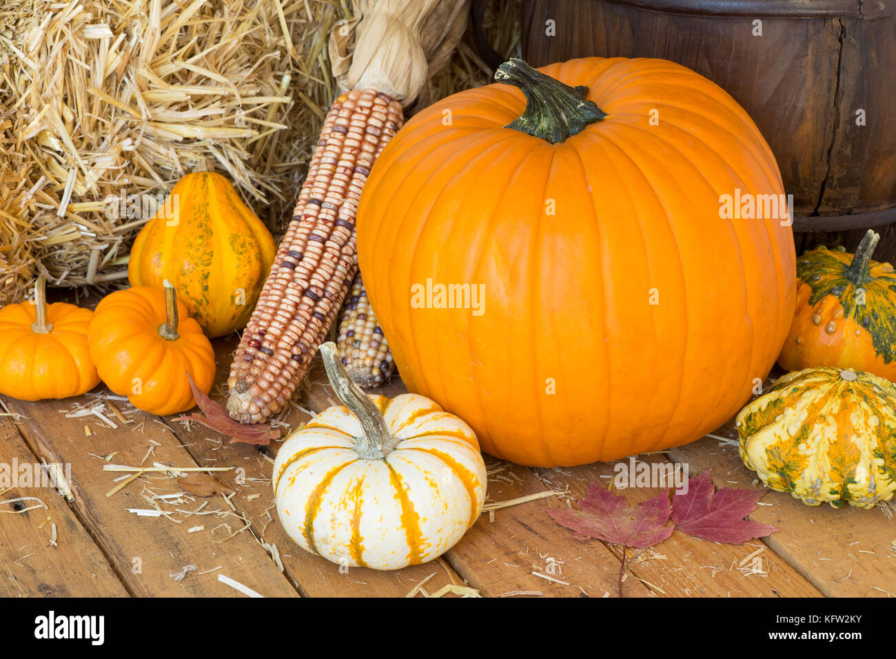 Pumpkins and gourds hi-res stock photography and images - Alamy