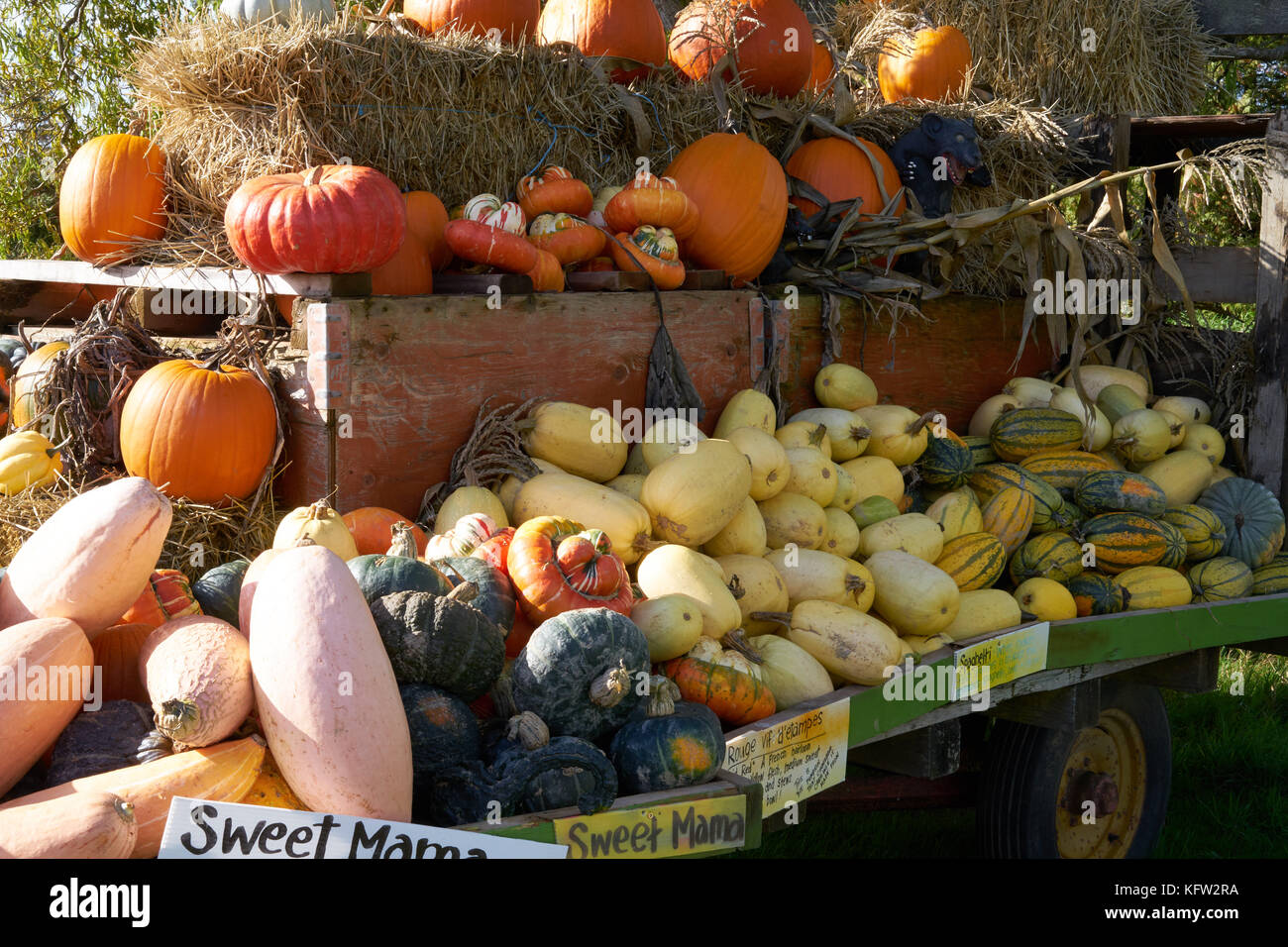 Farm market. Pumpkins harvest Stock Photo - Alamy