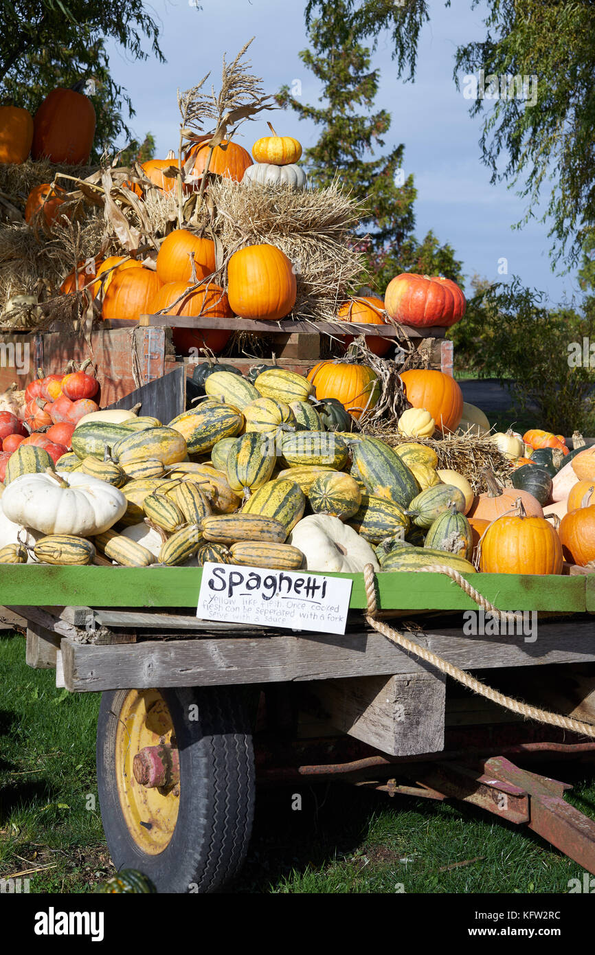 Farm market. Pumpkins harvest Stock Photo - Alamy