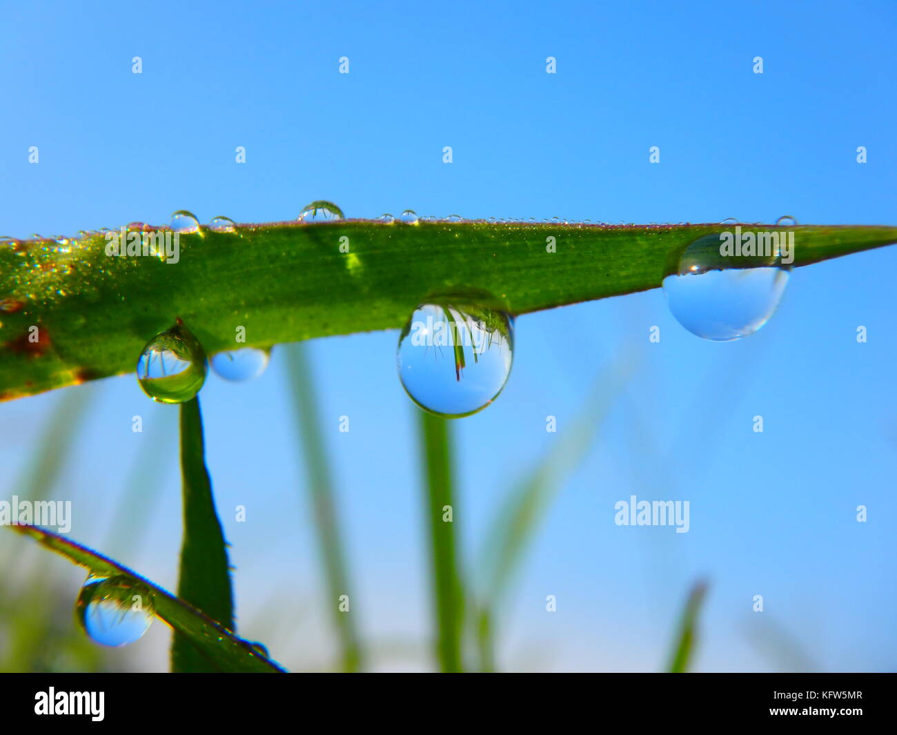 Dew and The Blue sky Stock Photo - Alamy