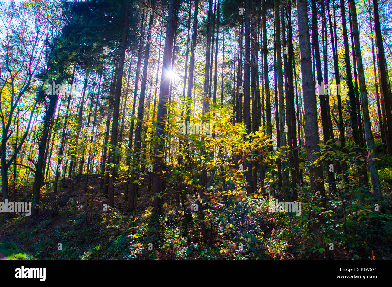 Sunbeam autumn forest hi-res stock photography and images - Alamy