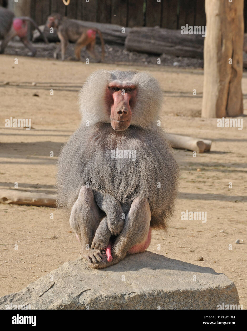Papio hamadryas male sitting on hi-res stock photography and images - Alamy