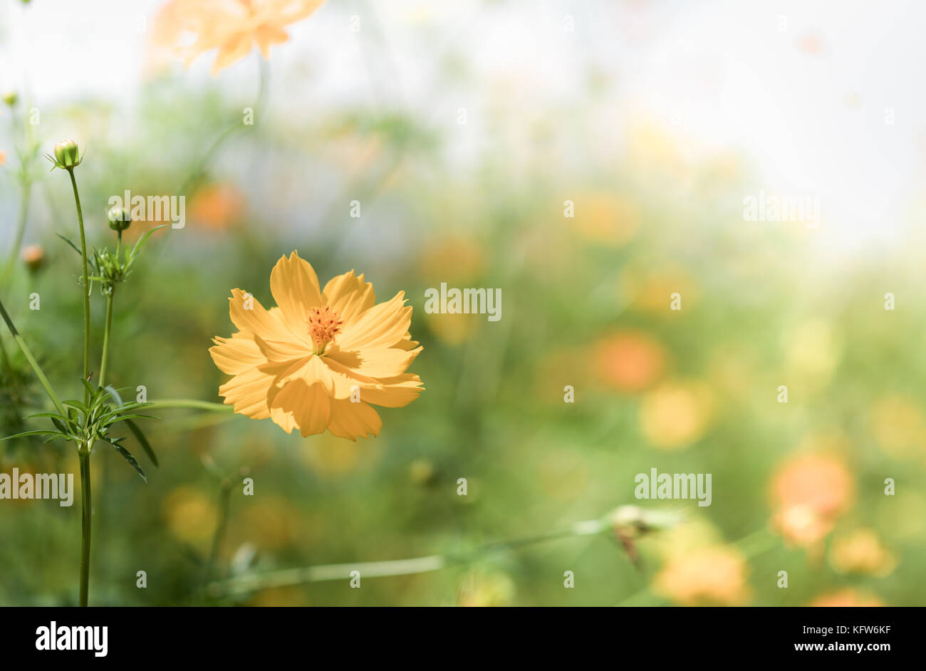 Beautiful yellow Cosmos flower in garden Stock Photo - Alamy