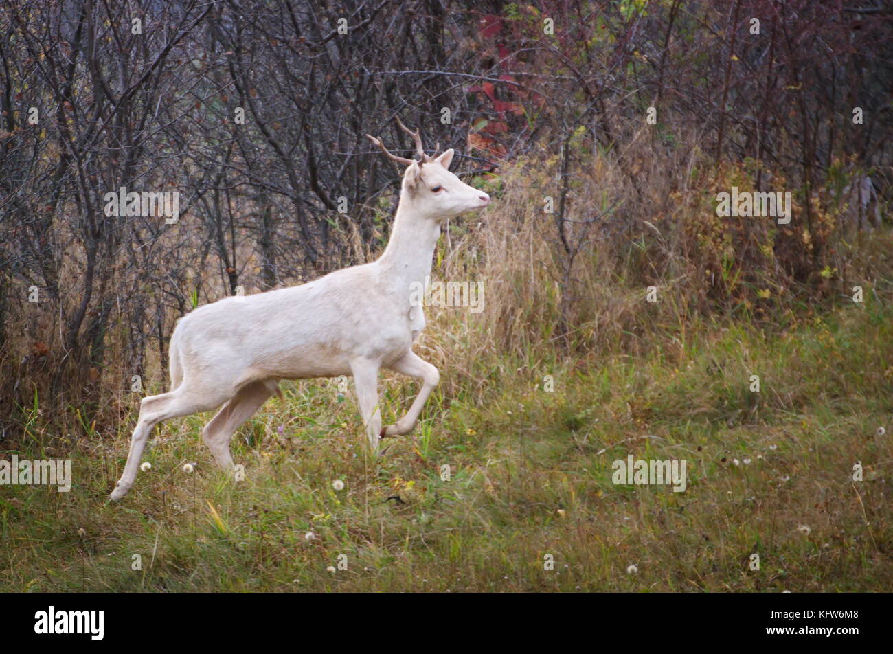 Albino deer white goat isolated in the wild stack with albinism rare ...