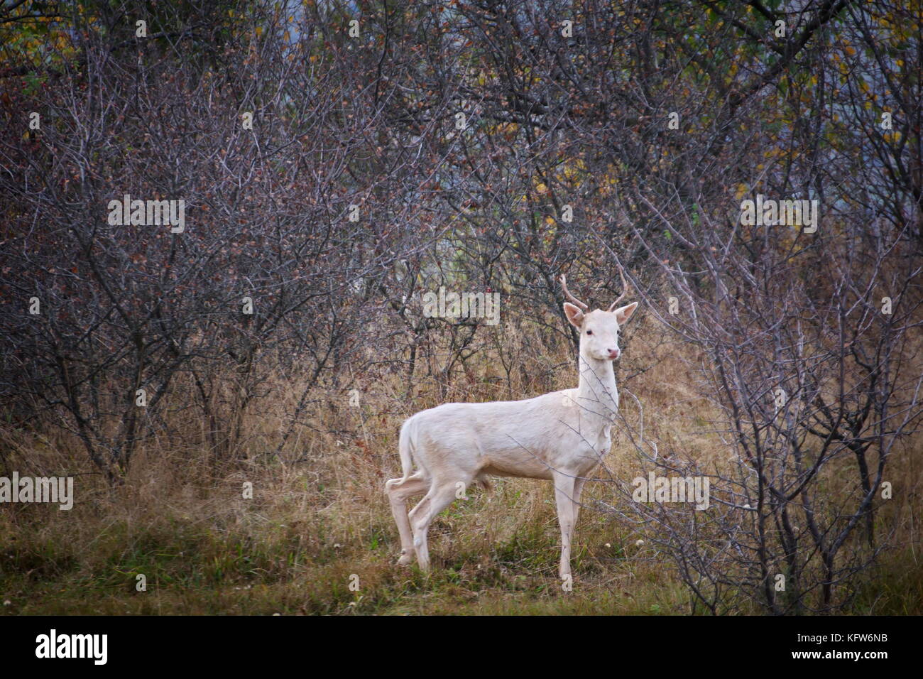 Partial Albinism Animals