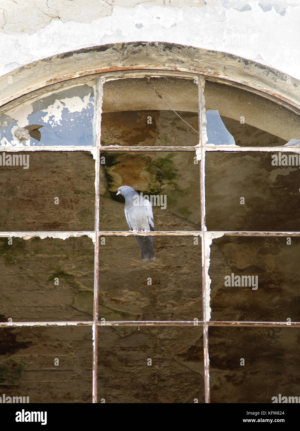Pigeon sitting on a broken glass frame Stock Photo - Alamy