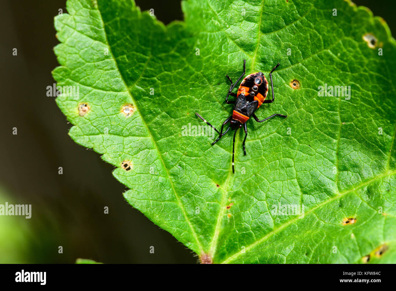 Colourful bugs in the garden Stock Photo - Alamy