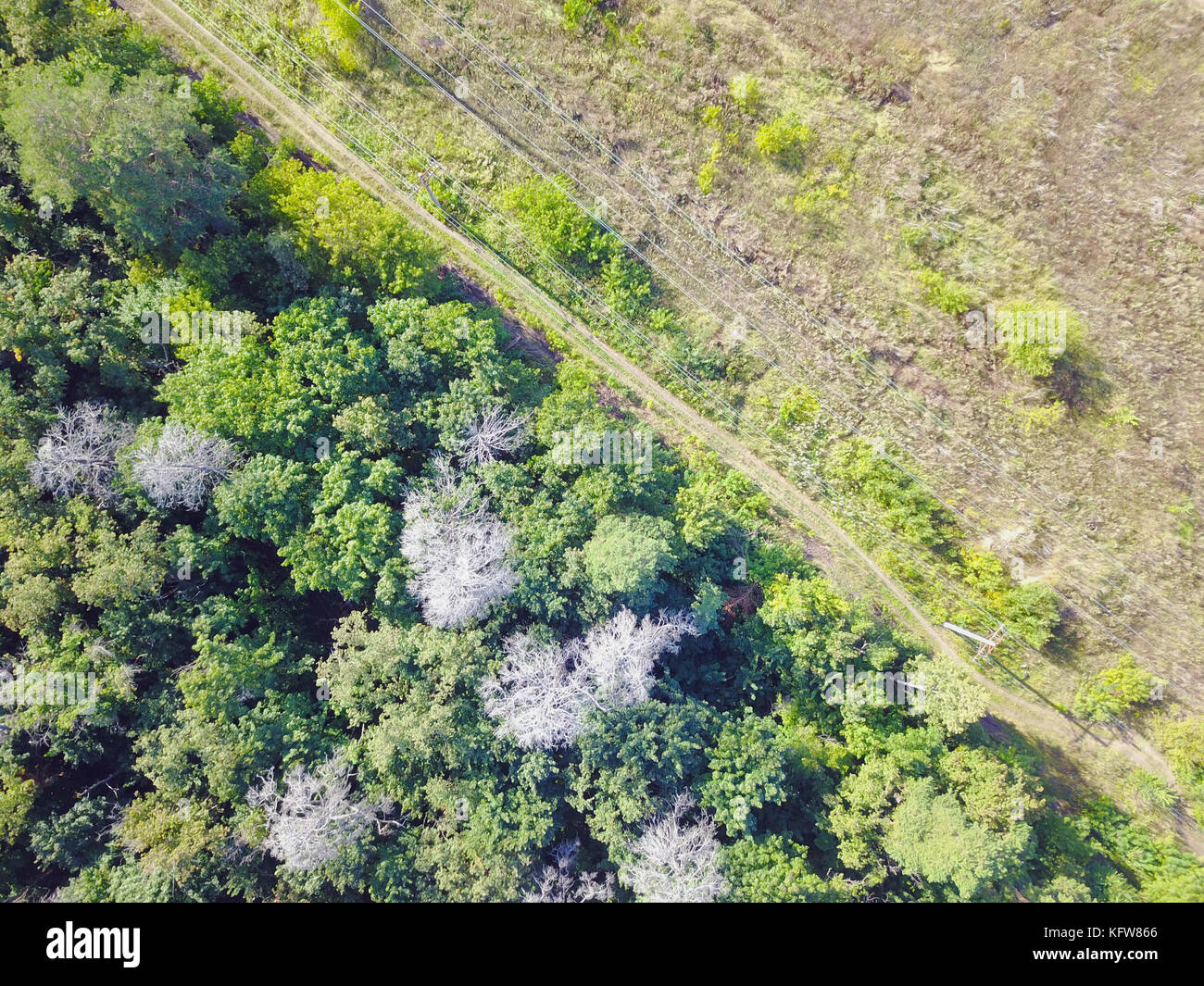 Forest and field with a trail aerial photography Stock Photo - Alamy