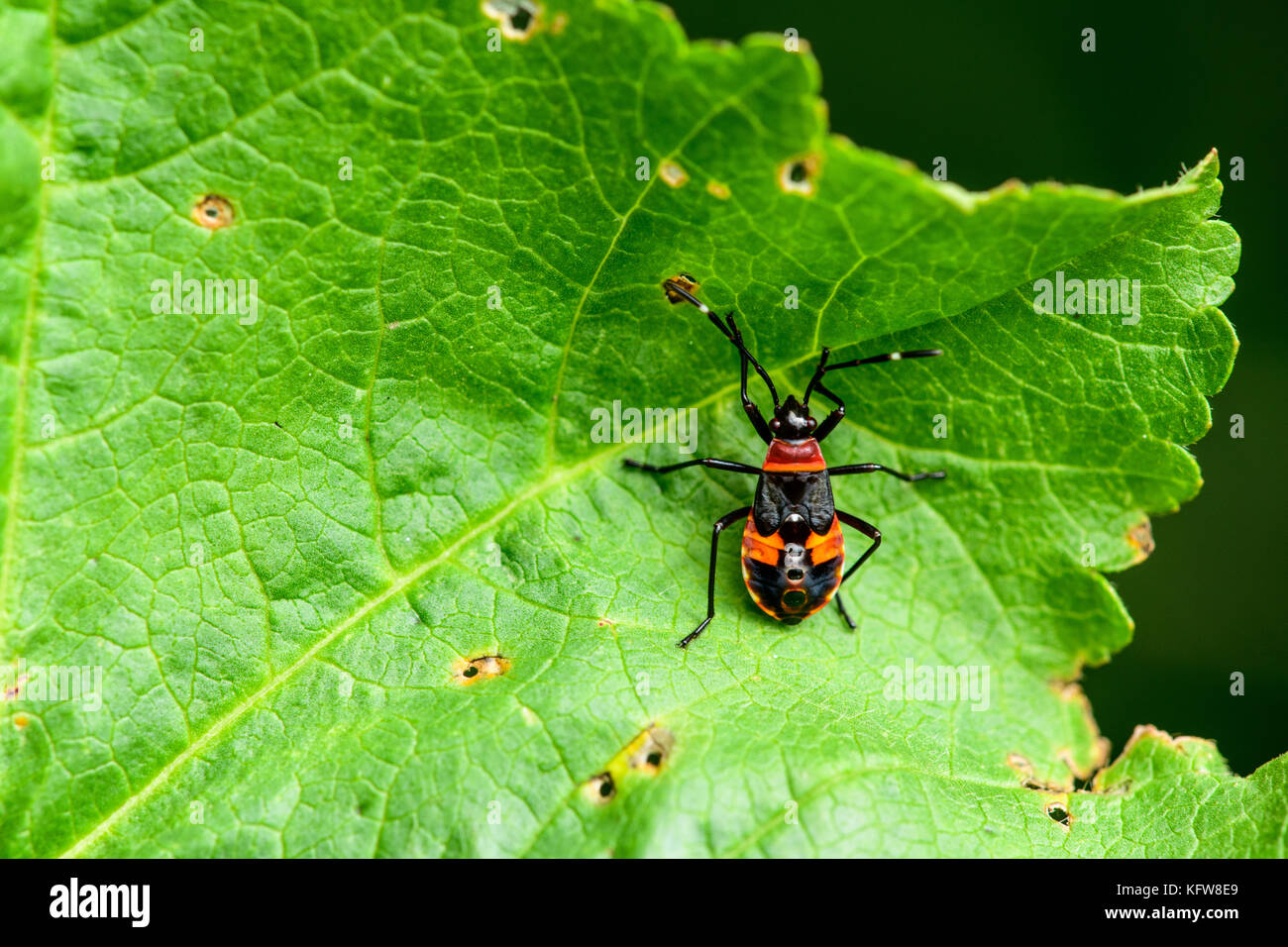 Colourful bugs hi-res stock photography and images - Alamy