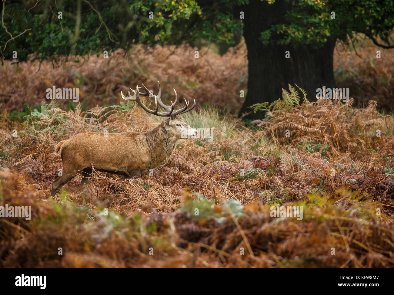 Imperial red deer hi-res stock photography and images - Alamy