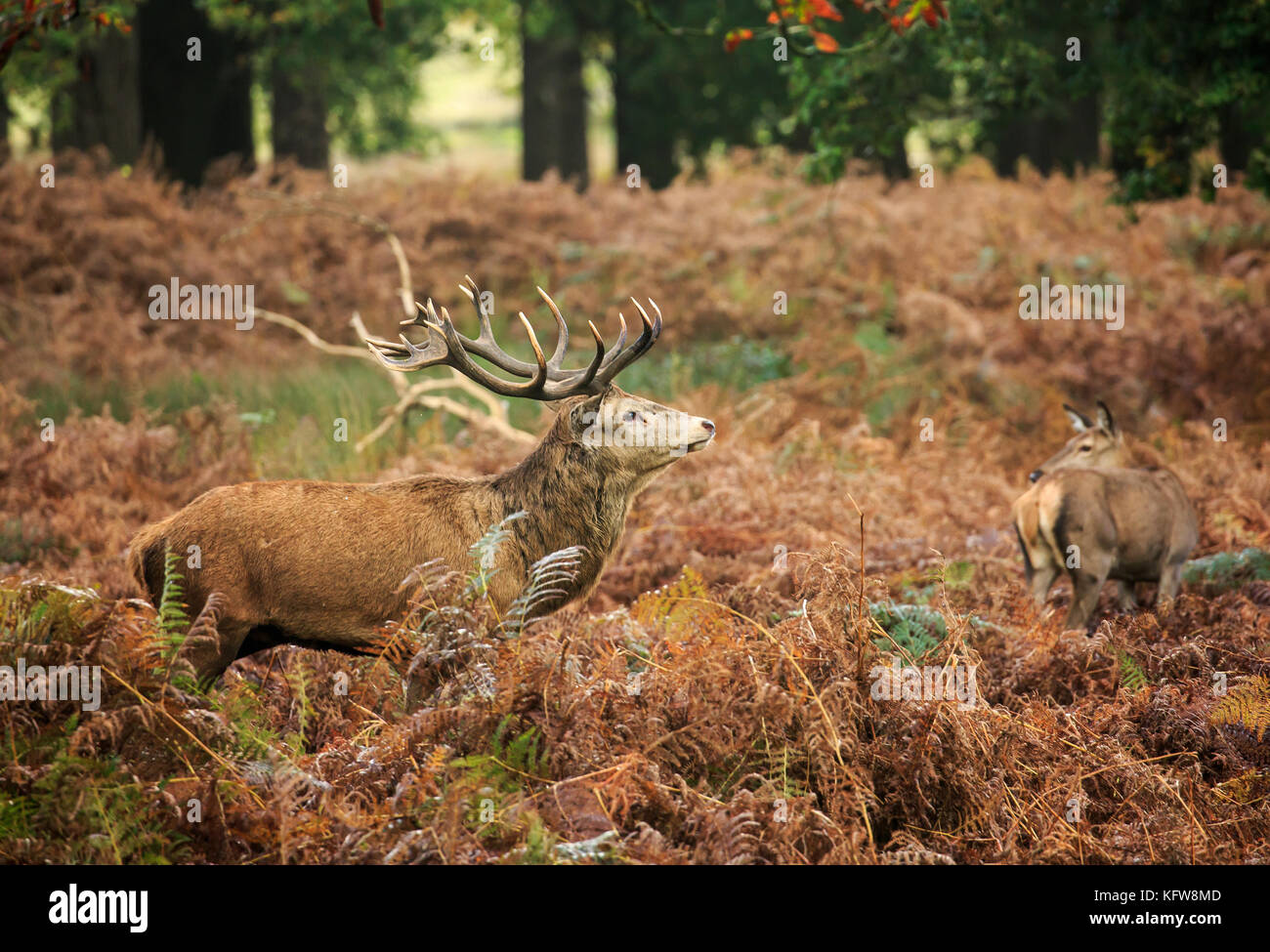 A Red deer Royal stag Stock Photo - Alamy